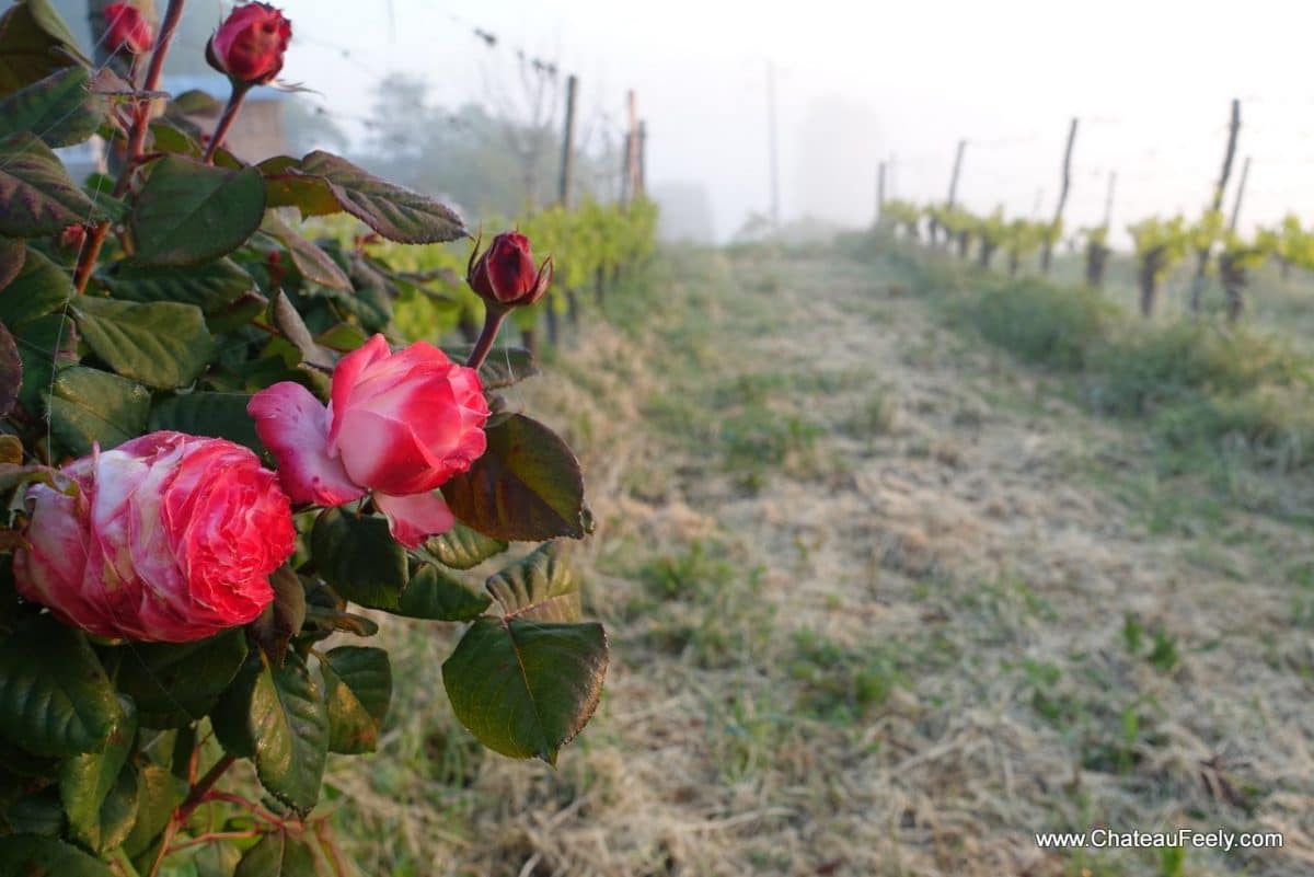 Why are roses planted at the end of vine rows? - Château Feely organic ...