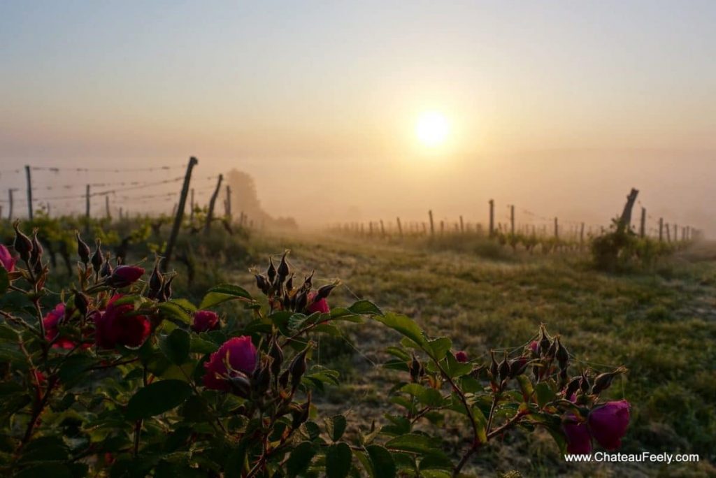 Why are roses planted at the end of vine rows? - Château Feely organic ...