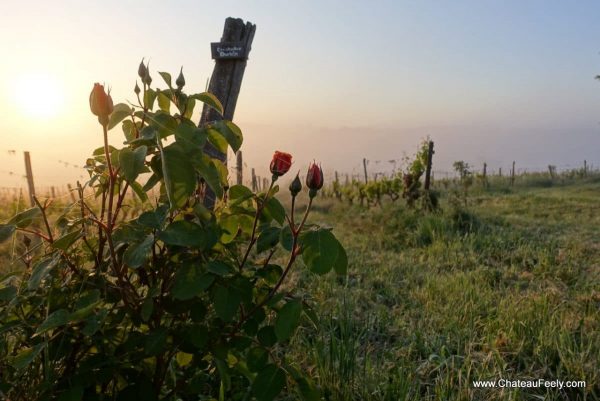 Why are roses planted at the end of vine rows? - Château Feely organic ...