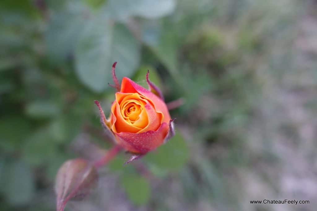 Why are roses planted at the end of vine rows? - Château Feely organic ...