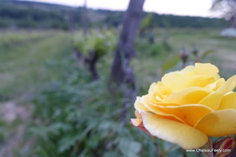 Why are roses planted at the end of vine rows? - Château Feely organic ...