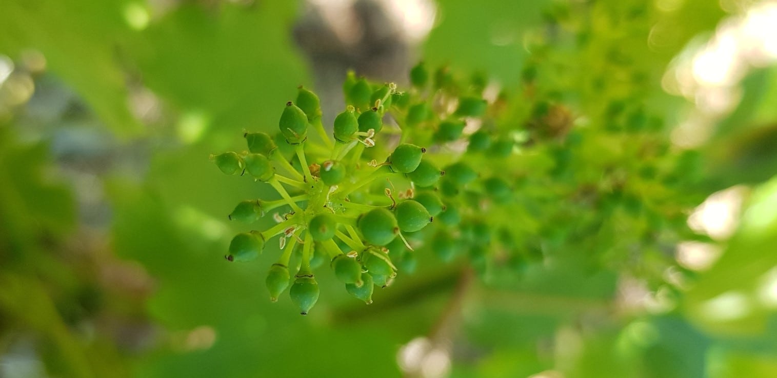 Grape vine flowering - Château Feely organic wine, tours, accommodation