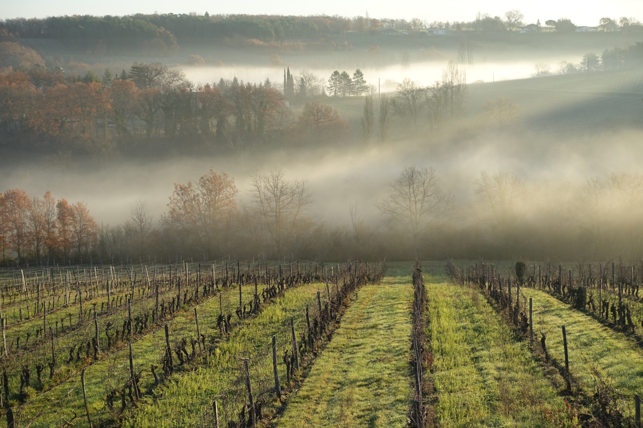 Old Vines - why are they important? - Château Feely organic wine, tours ...
