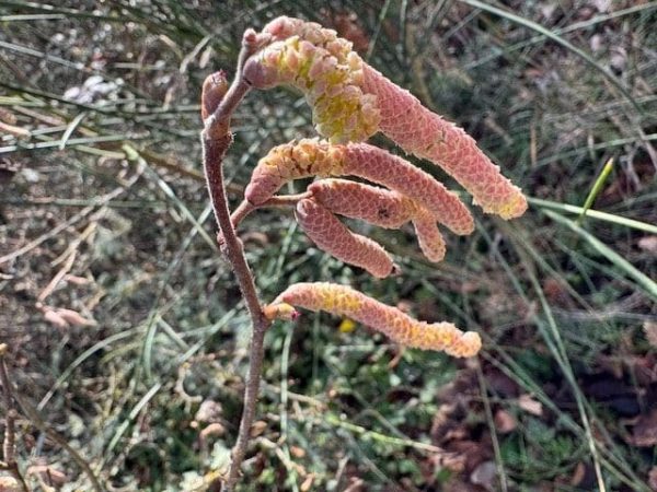 Hazel Catkins - Nutritious and Delicious - Château Feely organic wine ...