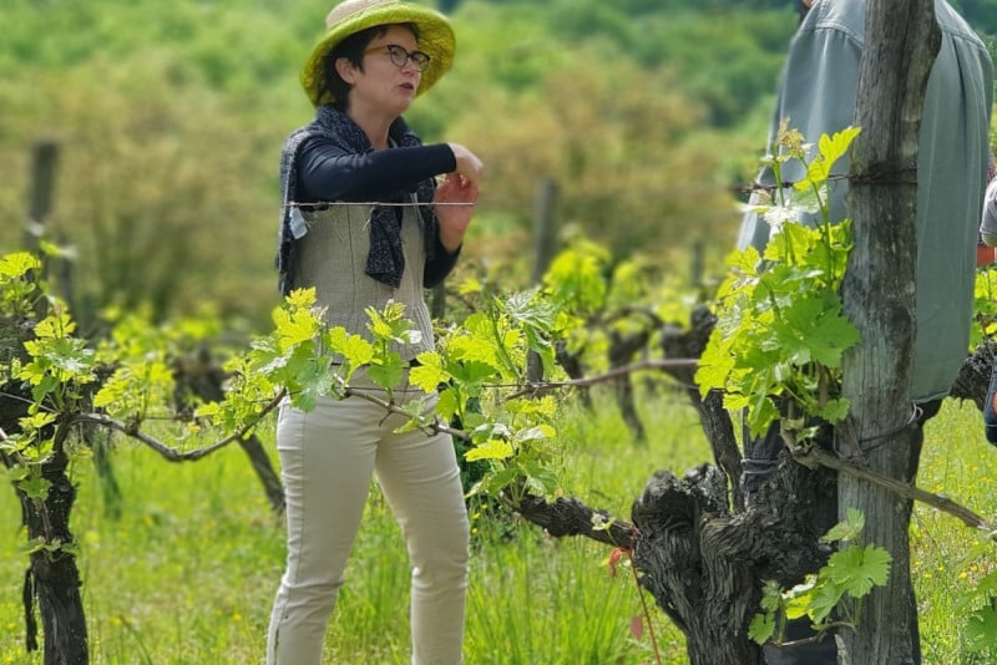 Two Hour Discovery Wine Tour between Bergerac and Bordeaux